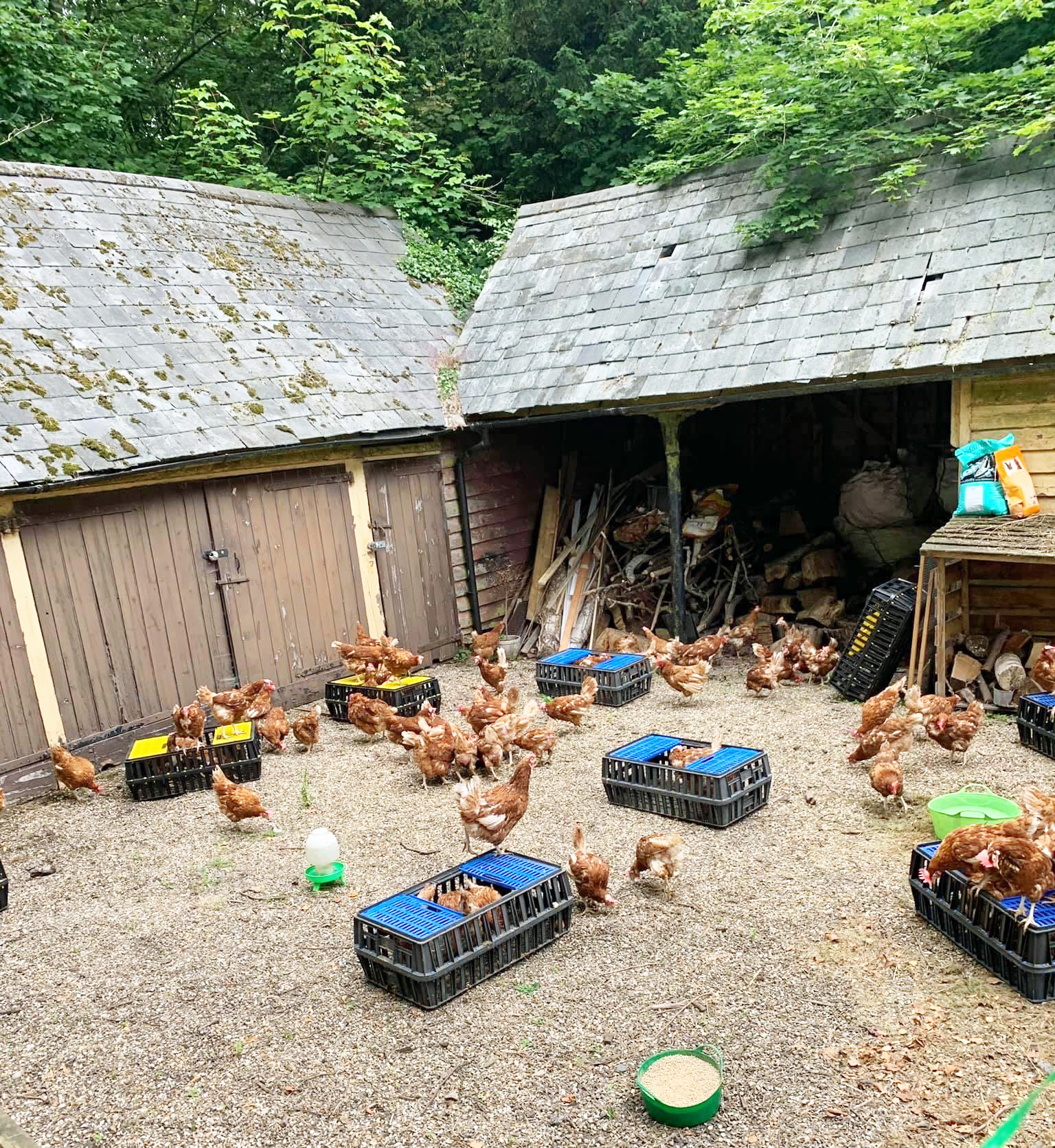 Fresh Start for Hens - Backyard Poultry